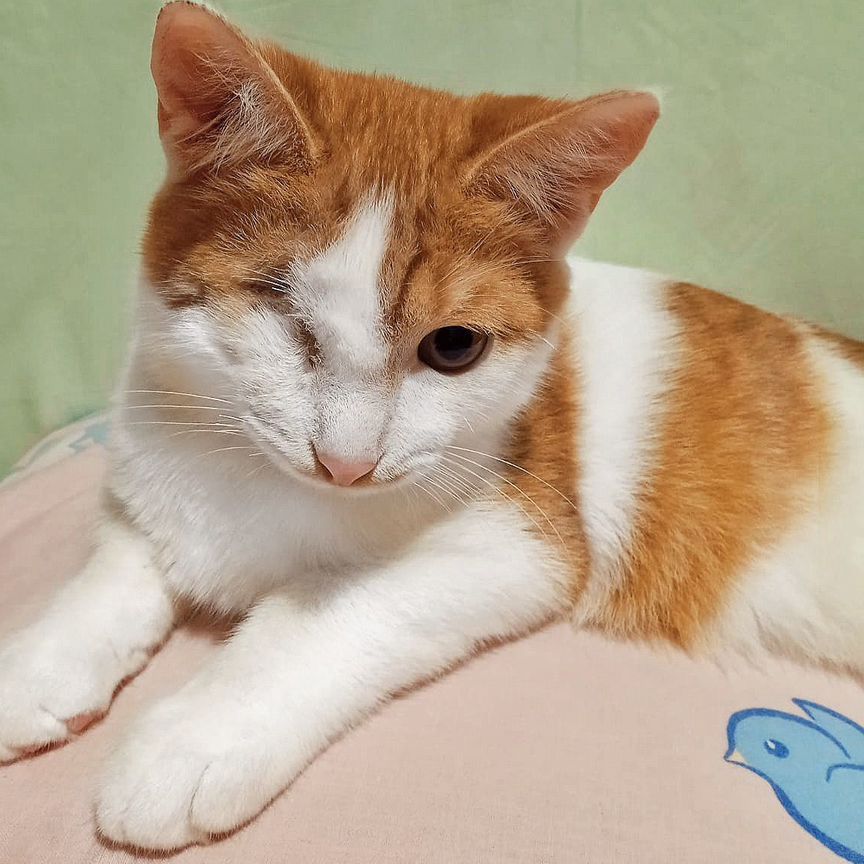 Котёнок ищет дом (4 мес.)