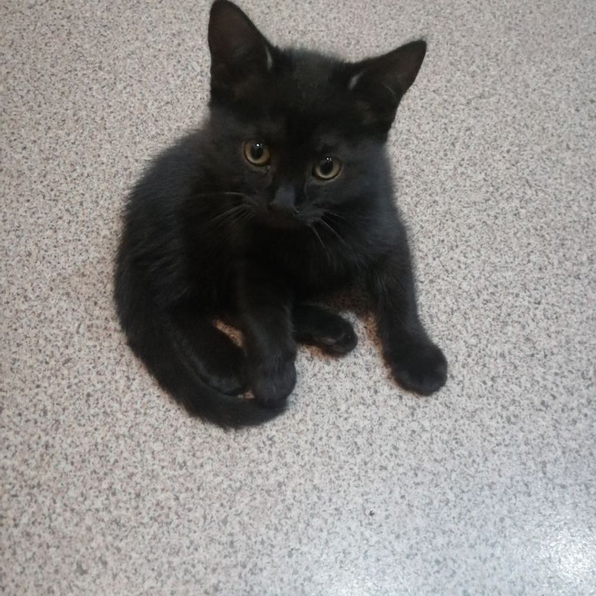 Шотладская кошка