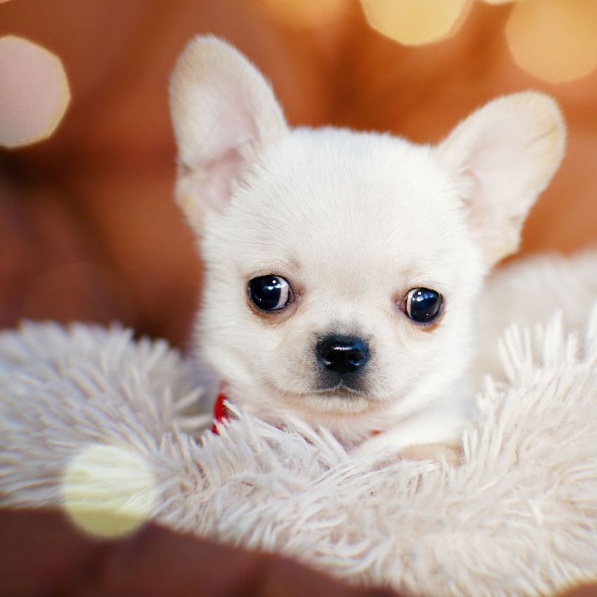 Малыши Чихуахуа РКФ