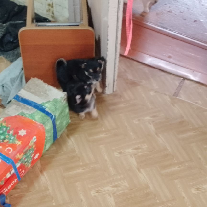 Щенки чихуахуа мальчики