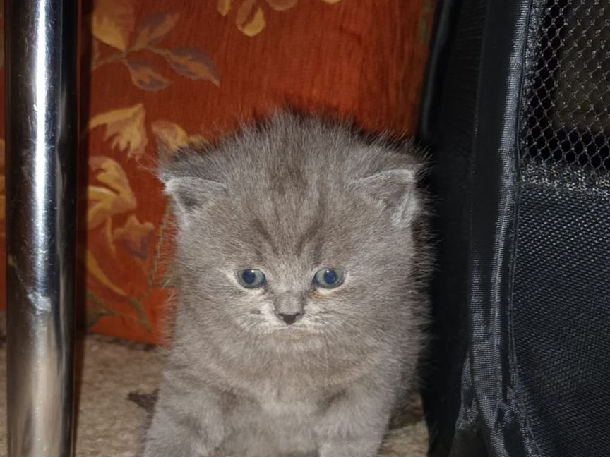 Котенок Шотландский