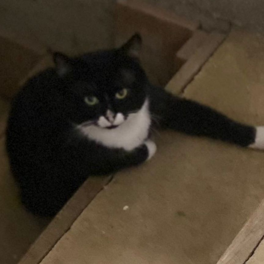Кот Василий