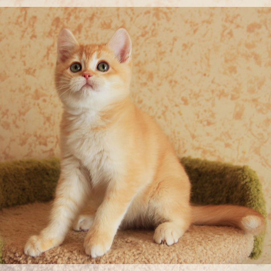 Красный золотой котик шиншилла