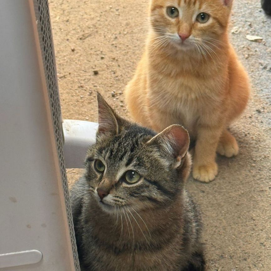 Котята бесплатно