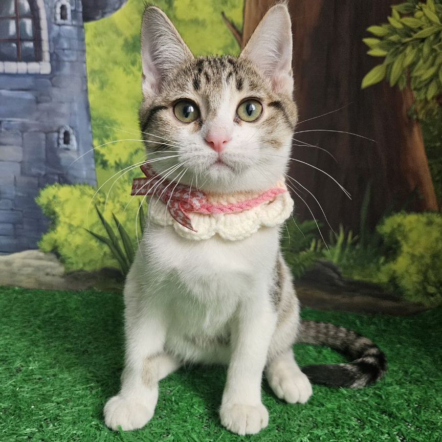 Манчкин котёнок