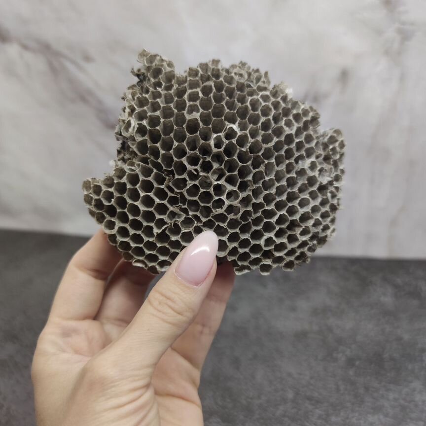 Осиное гнездо 11 на 9 см