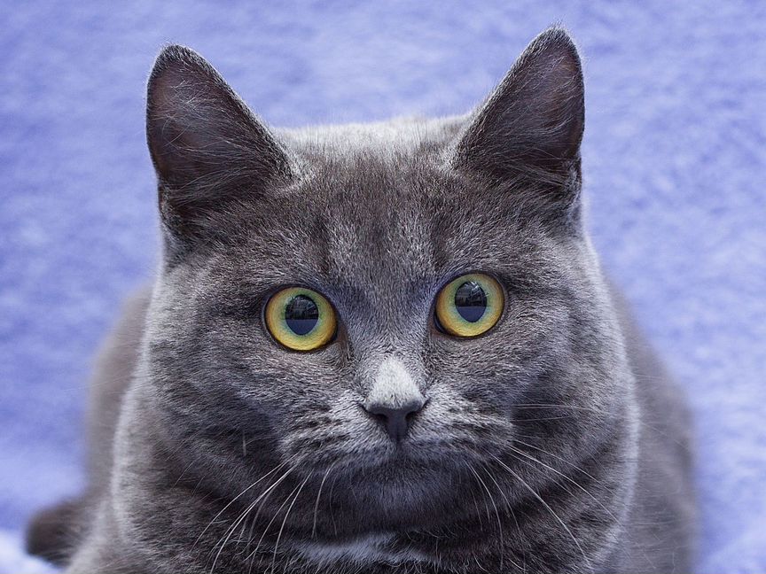 Котенка так и не заметили