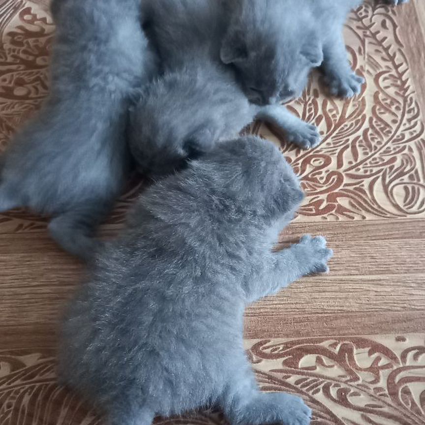Котята