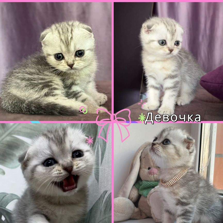Шотландский вислоухий короткошёрстный котёнок