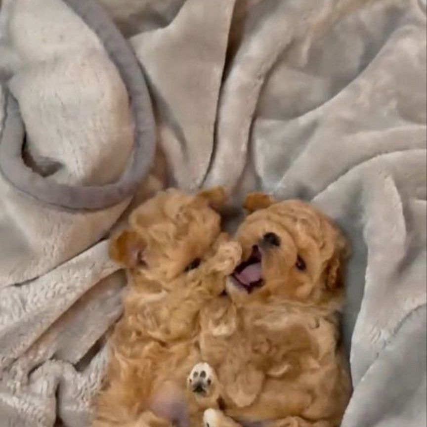 Мальтипу, щенок