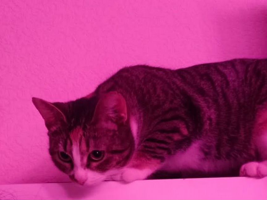 Кошка