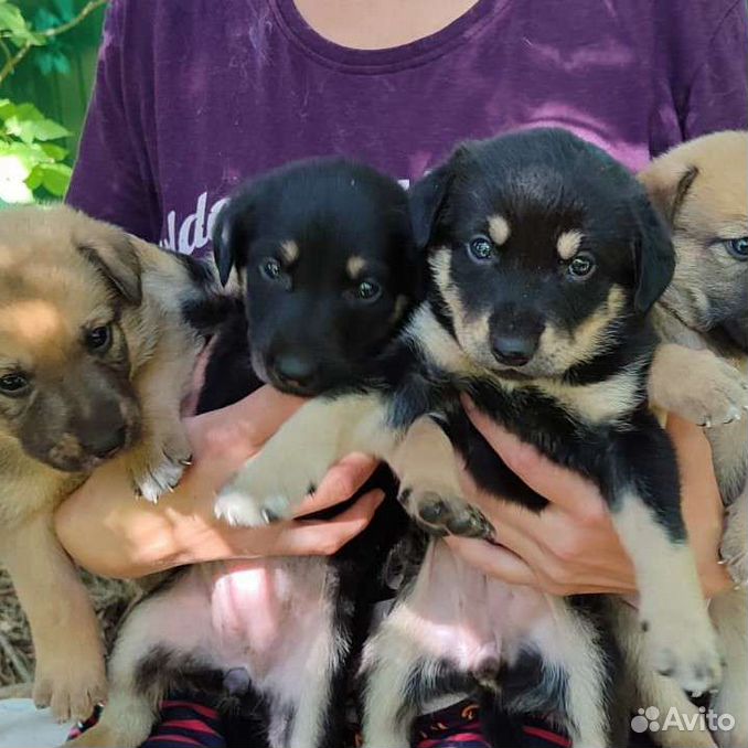Щенки кутята в добрые руки