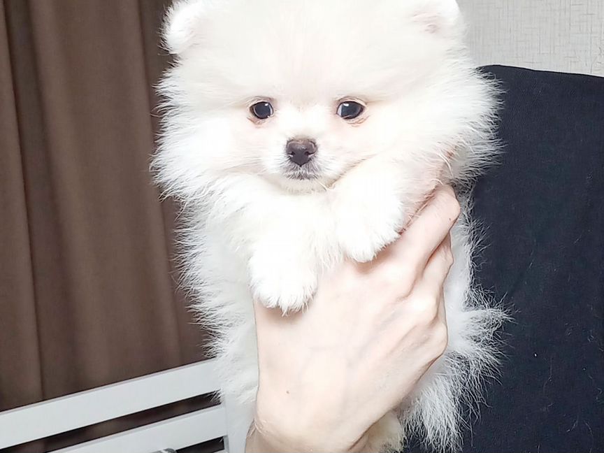 Щенки шпица