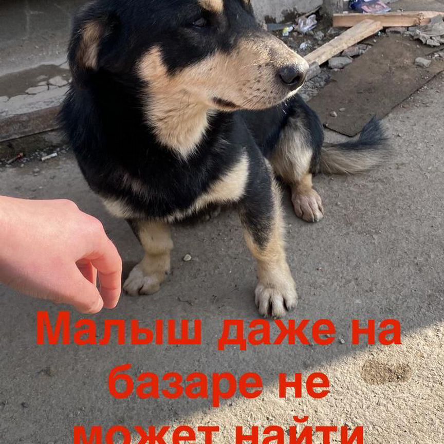 Щенок в добрые руки