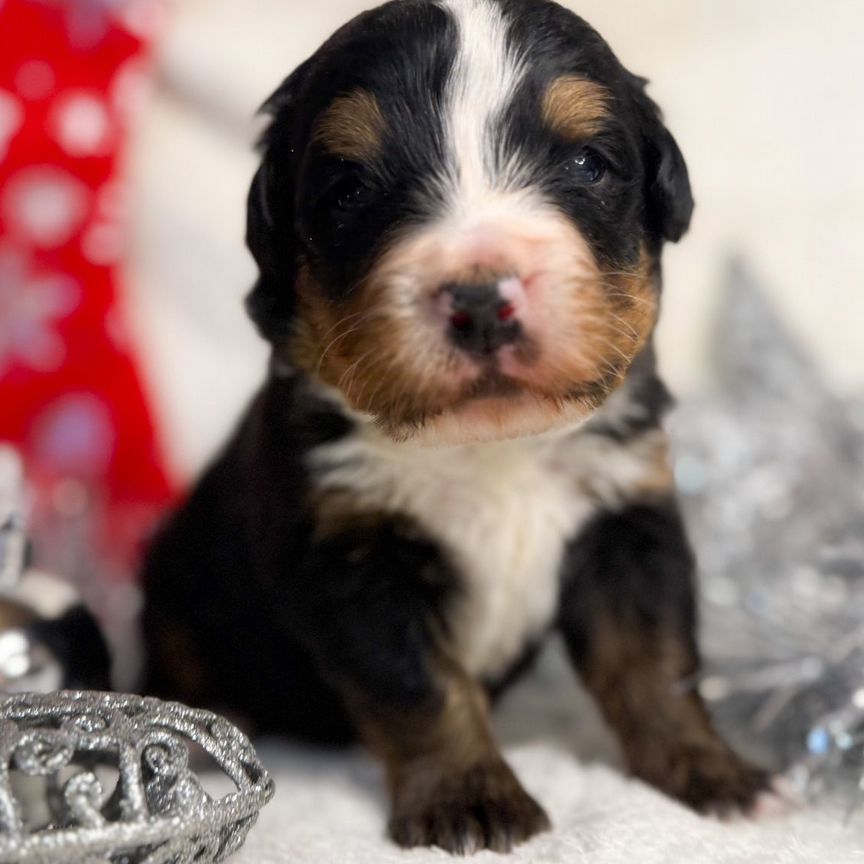 Бернский зенненхунд, щенок