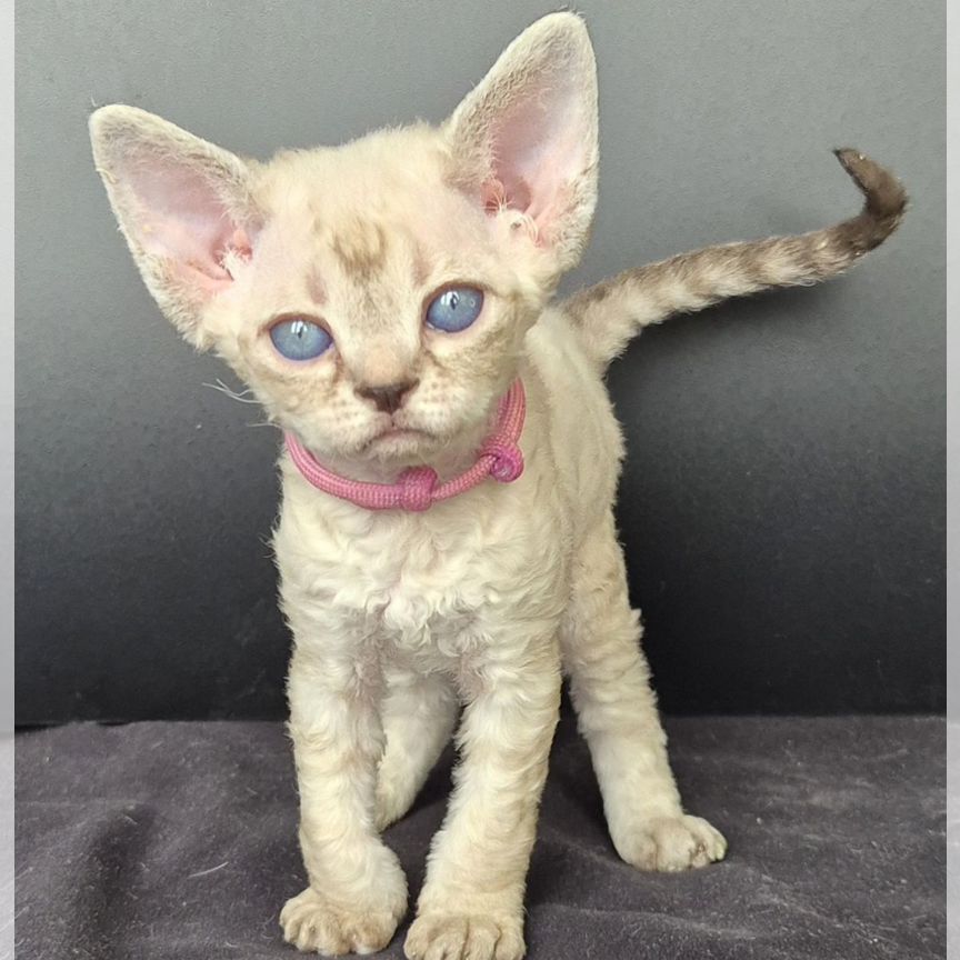 Девон-рекс котёнок