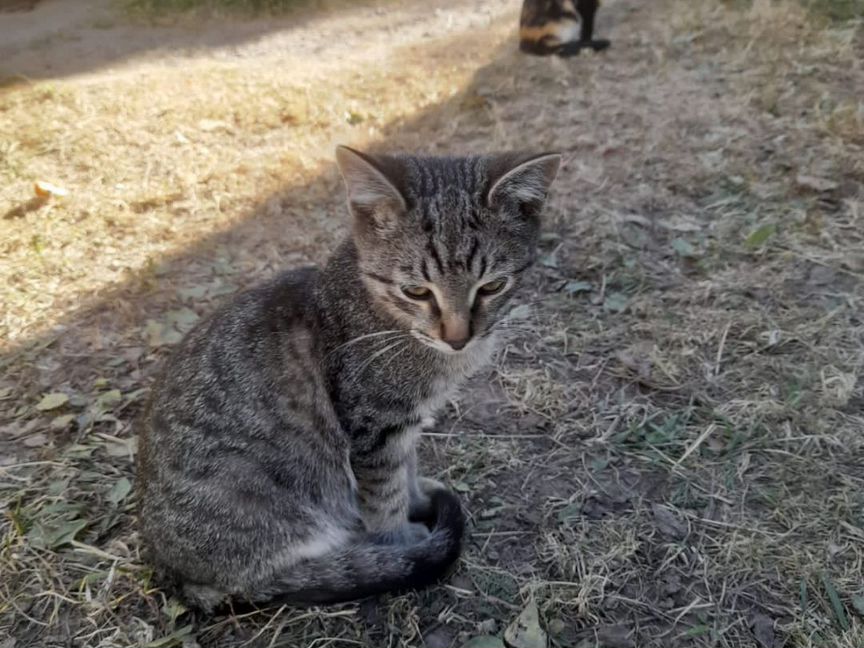 Брошенные котята на дачах в СНТ. Нужен дом