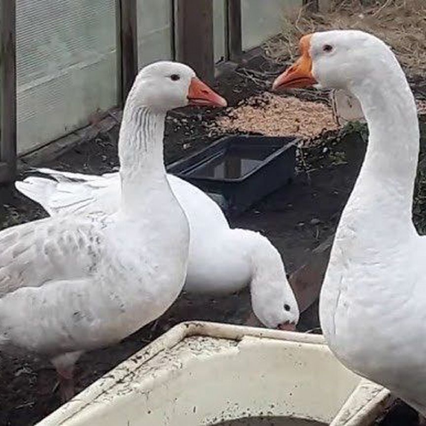 Гуси губернаторские, на забой