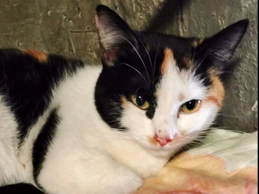 Кошка в подьезде