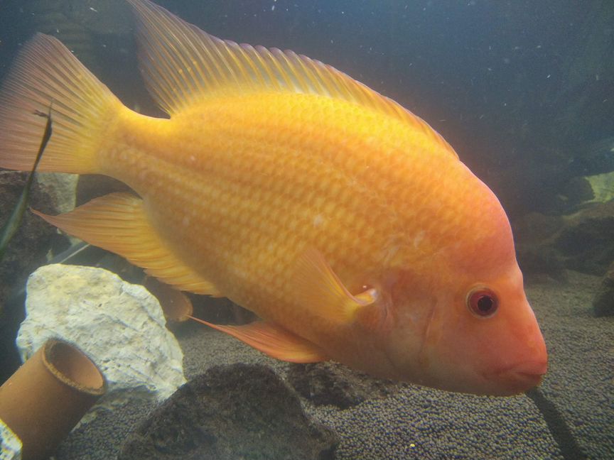 Цихлазома цитроновая