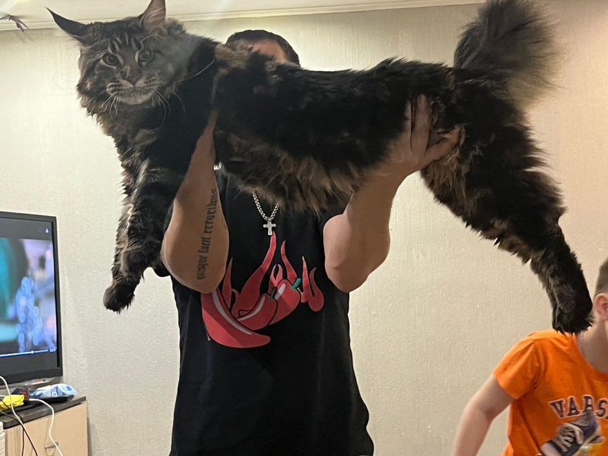 Мейн-кун вязка