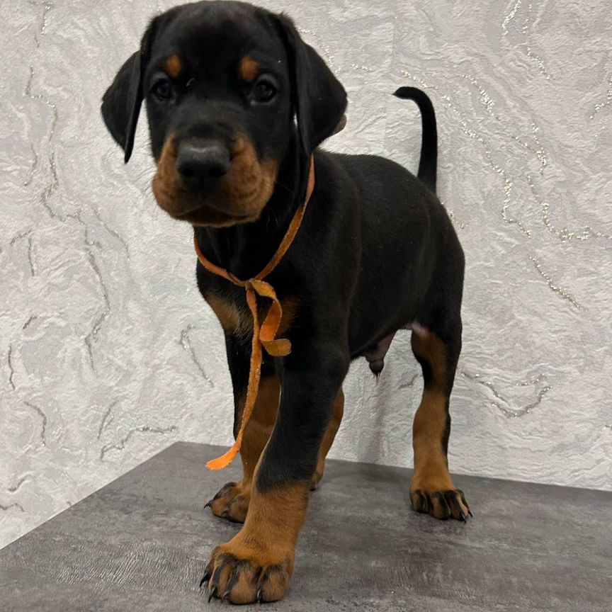 Доберман, щенок