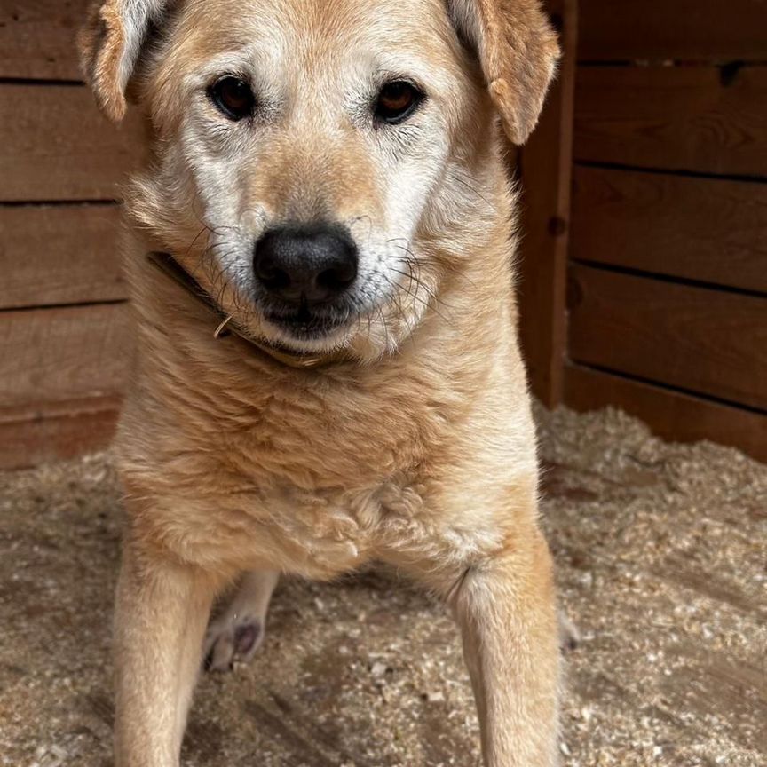 Собака в добрые руки отдам бесплатно