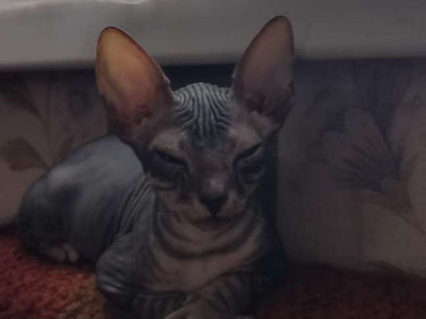 Кошки донской сфинкс