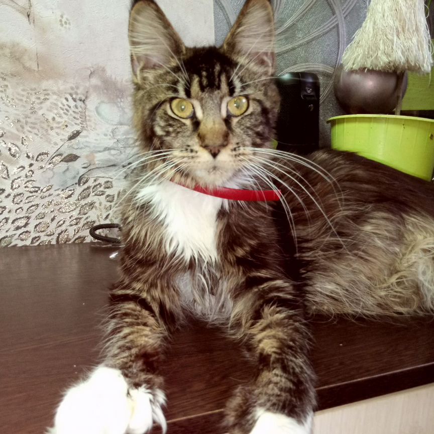 Котята мейн-кун