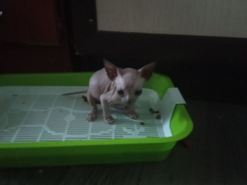 Котята сфинкс