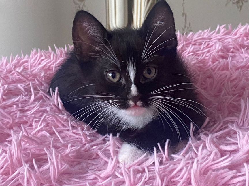 Котик в дар бесплатно