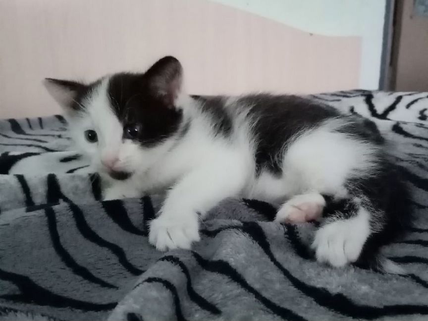 Котята отдам в добрые руки бесплатно