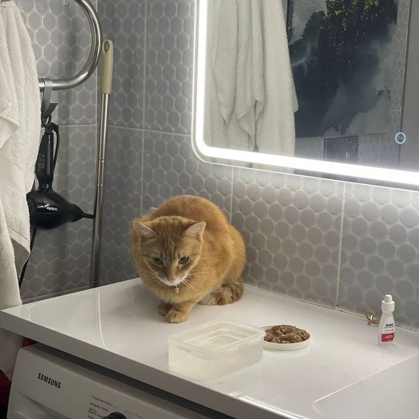 Найден рыжий кот