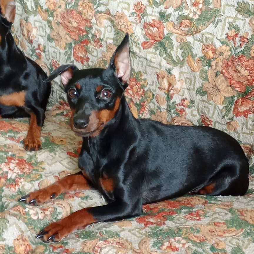 Породная девочка цвергпинчера