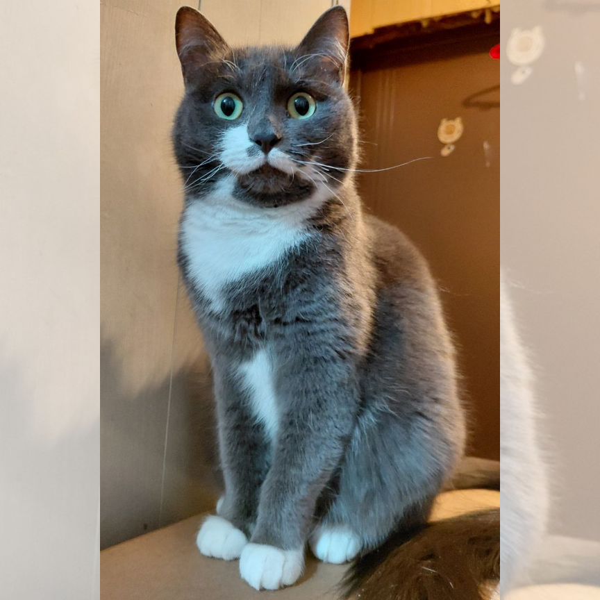 Взрослая, кошка в добрые руки