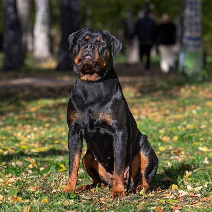 Щенки ротвейлера