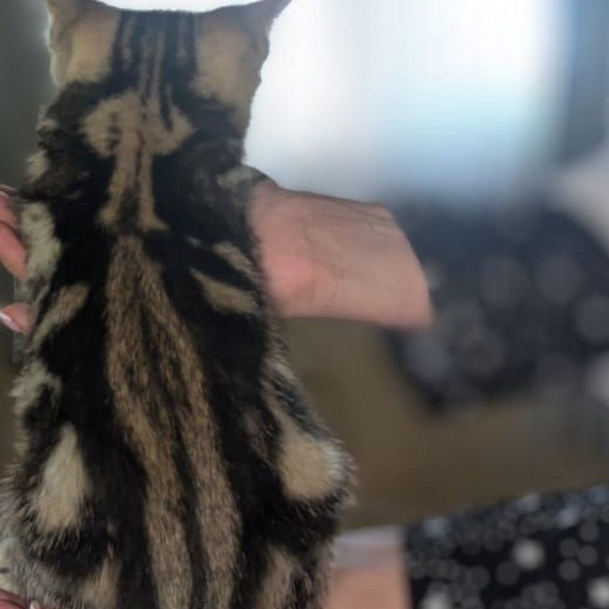 Котята