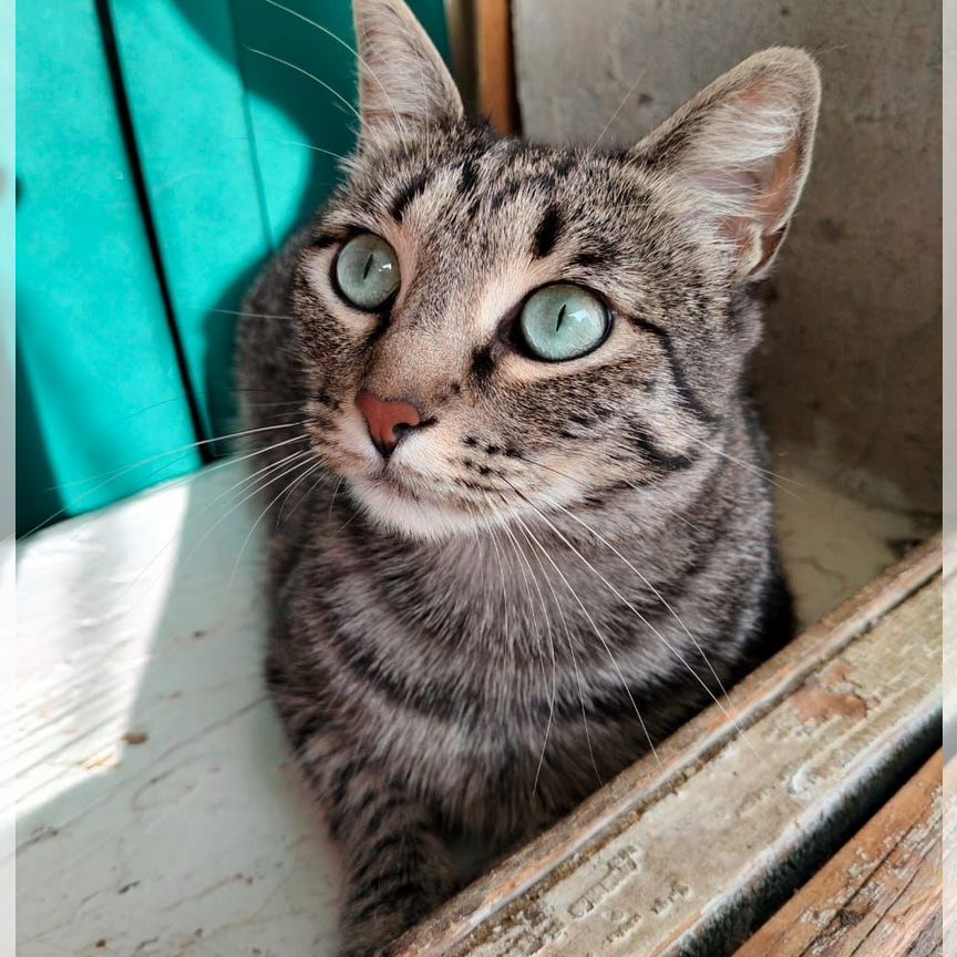 Европейская короткошёрстная, взрослая кошка