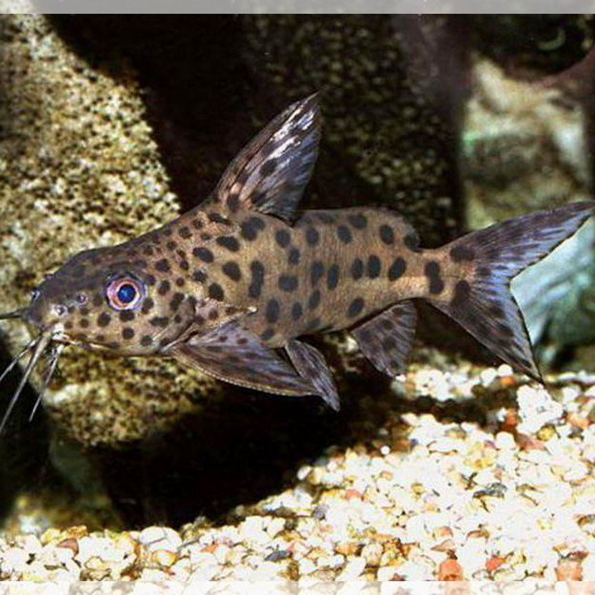 Сомик и цыхлид