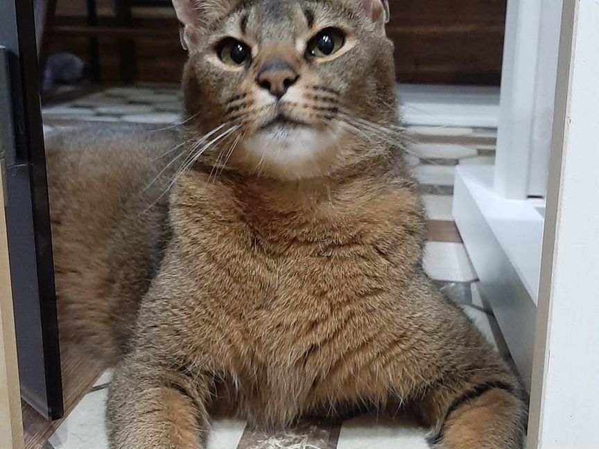Котенок каракет