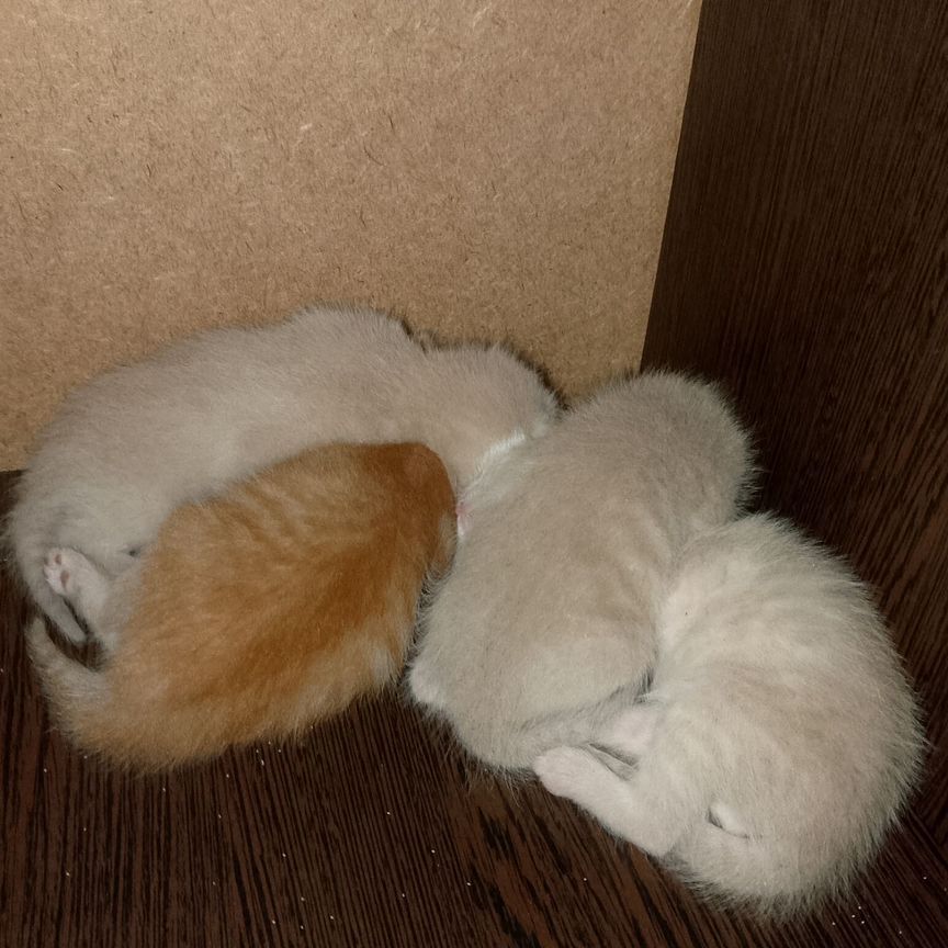 Котята в добрые руки бесплатно