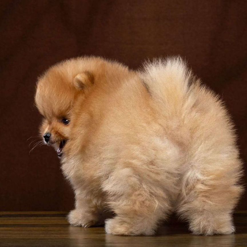 Щенки шпица с документами РКФ