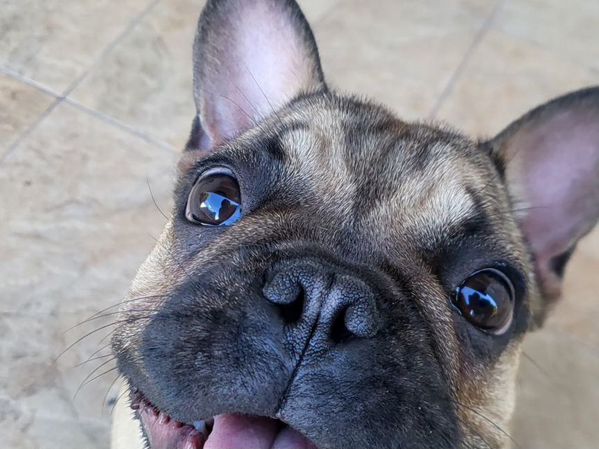 Продается французский бульдог