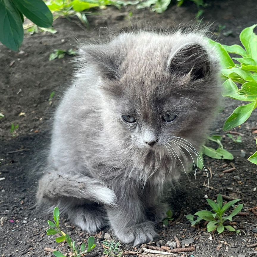 Котёнок в добрые руки