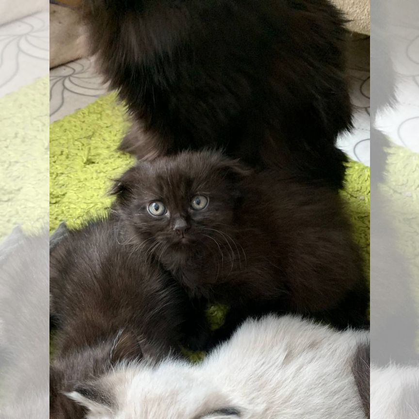 Шотландский вислоухий длинношёрстный котёнок