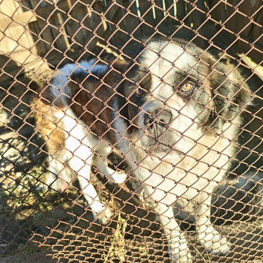 Сенбернар, взрослая собака