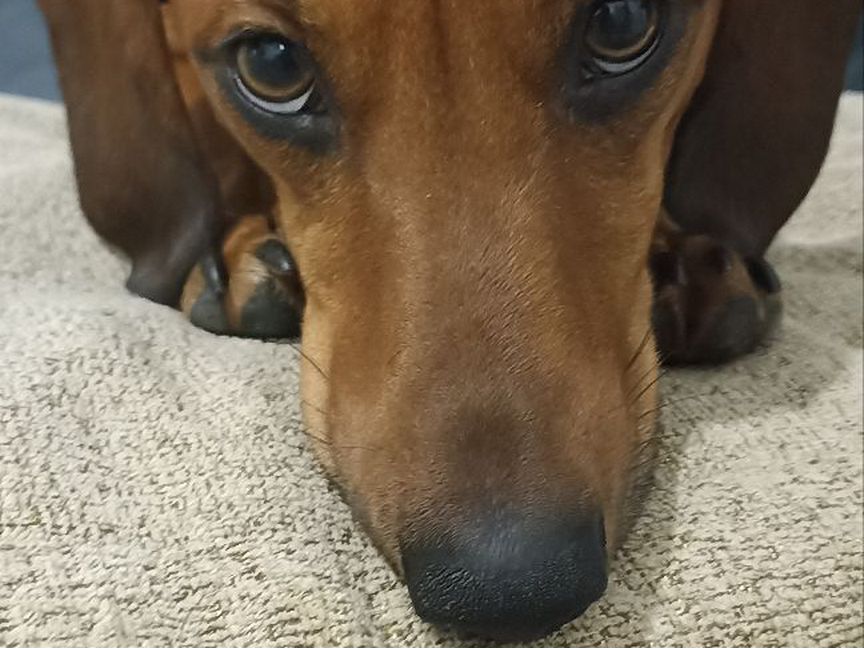 Такса вязка кабель