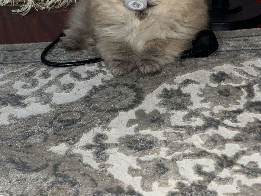 Померанский шпиц