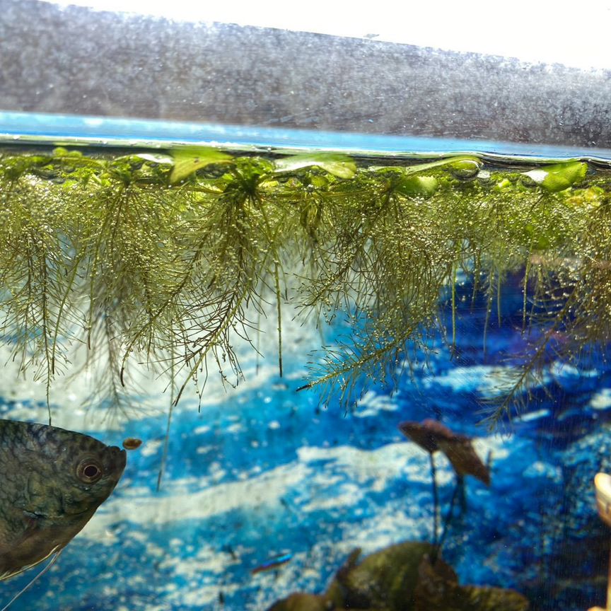 Растения пистия