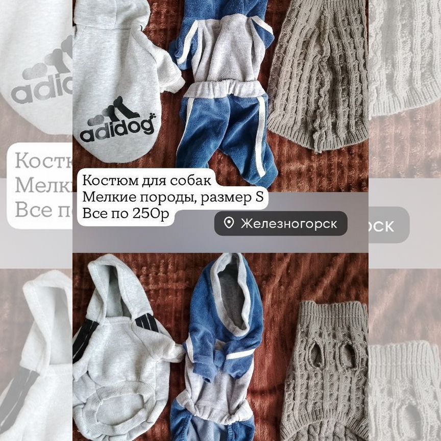 Одежда для собак